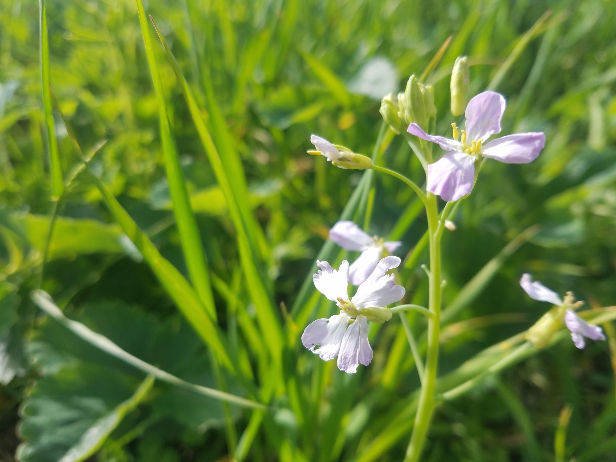 Radis Chinois – La boutique de Jardinons Sol vivants
