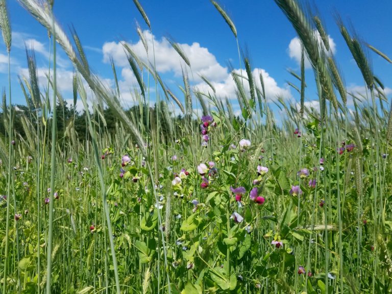 Pois Fourrager (AB) – La boutique de Jardinons Sol vivants