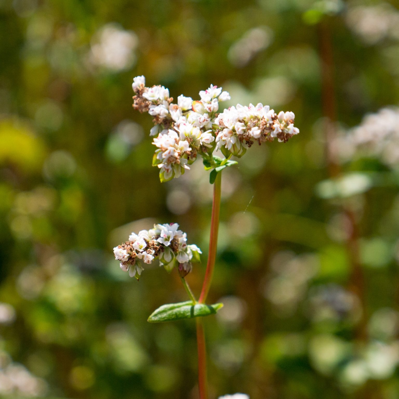 Sarrasin (AB) – La boutique de Jardinons Sol vivants