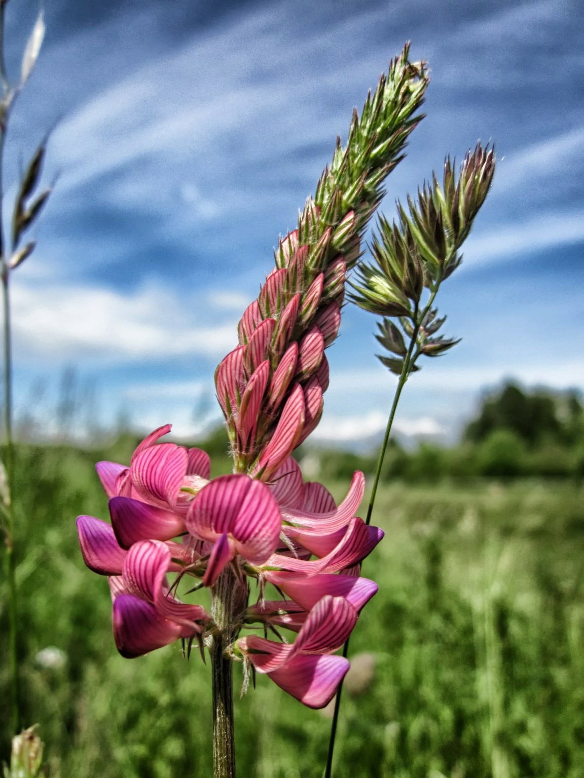 Sainfoin (AB) – La boutique de Jardinons Sol vivants
